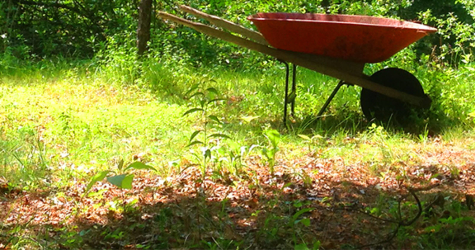 Red Wheelbarrow Press | Just a load of great books!